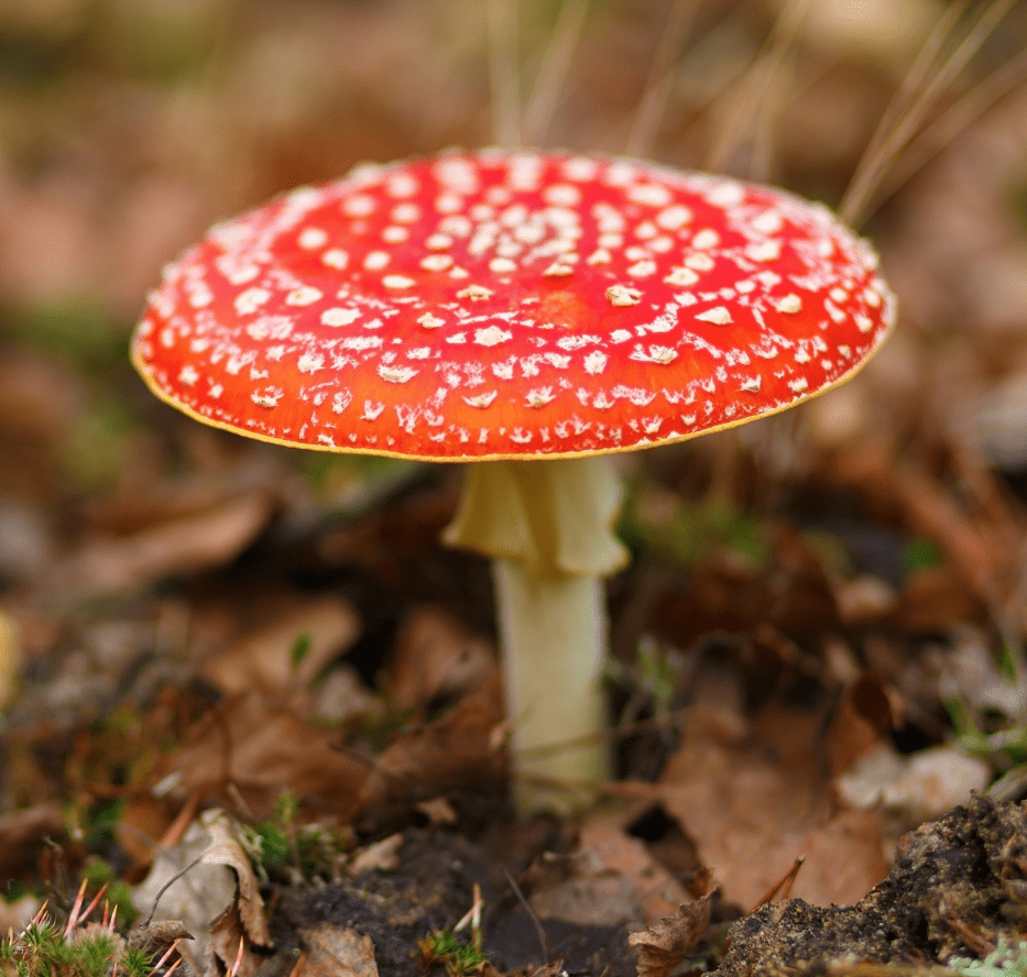 What is Muscimol? | ShroomBuddy